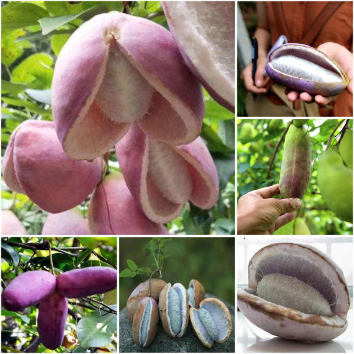 Malaysia Ready Stock 50pcs/pack August Melon Seeds Fruit Bonsai Plant ...