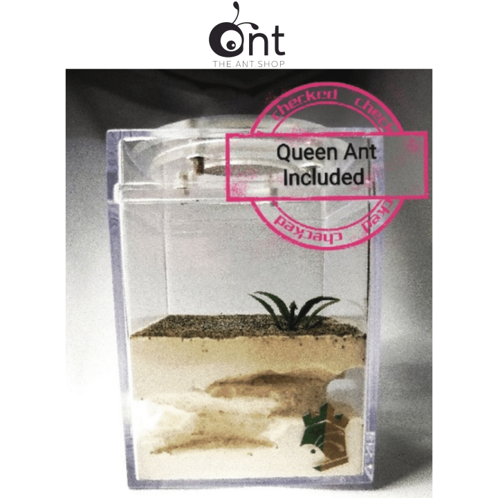 Ant Farm - The Mini Secret Underground Formicarium - Ant Farm Ant ...