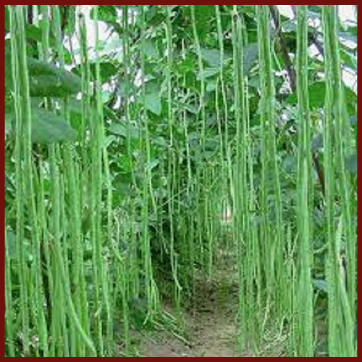 SITAW SEEDS 1 METER LONG (STRING BEANS) | Lazada PH