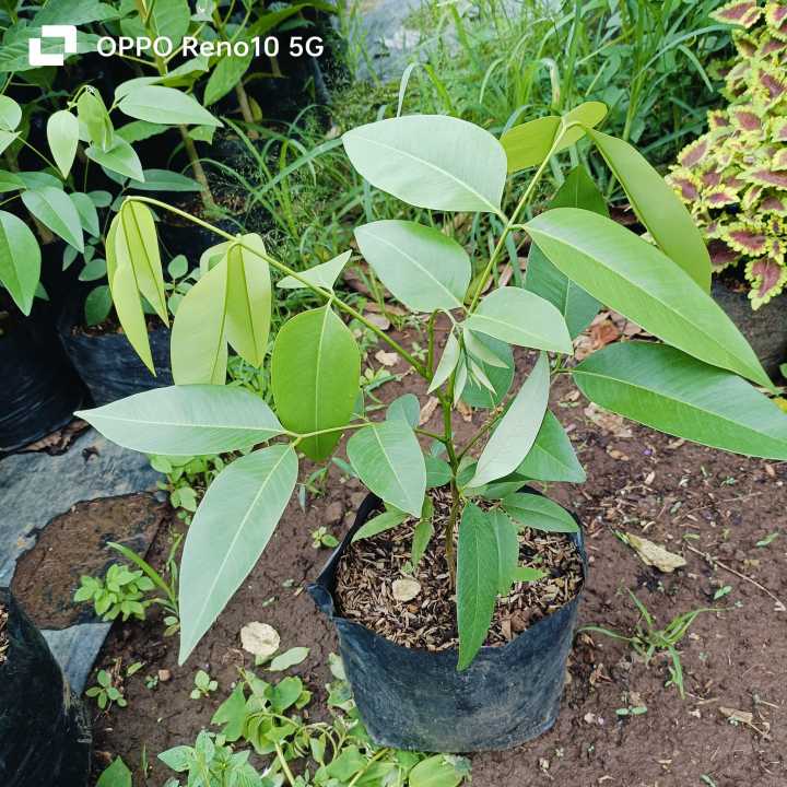 golden shower tree seedlings | Lazada PH