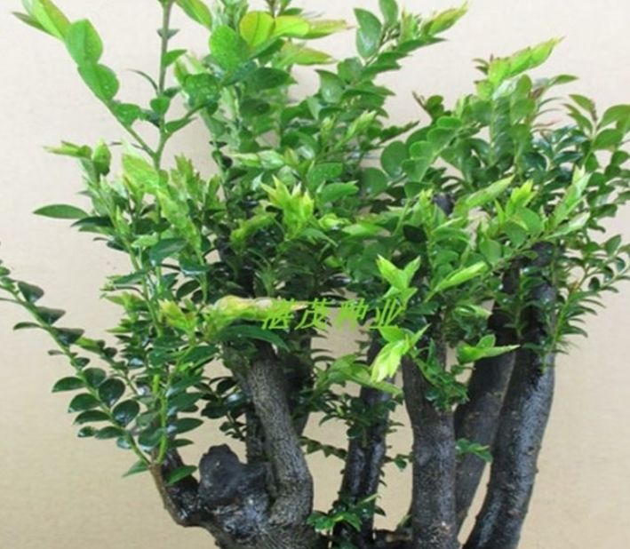 Newly collected rosewood seeds Rare small leaf rosewood seeds Indian ...