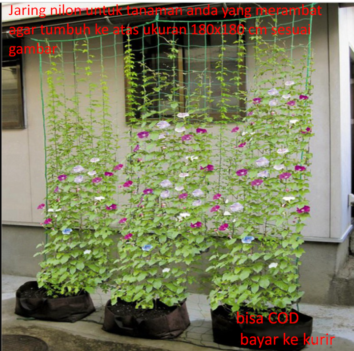 Jaring nilon untuk tanaman anda yang merambat agar tumbuh ke atas ...