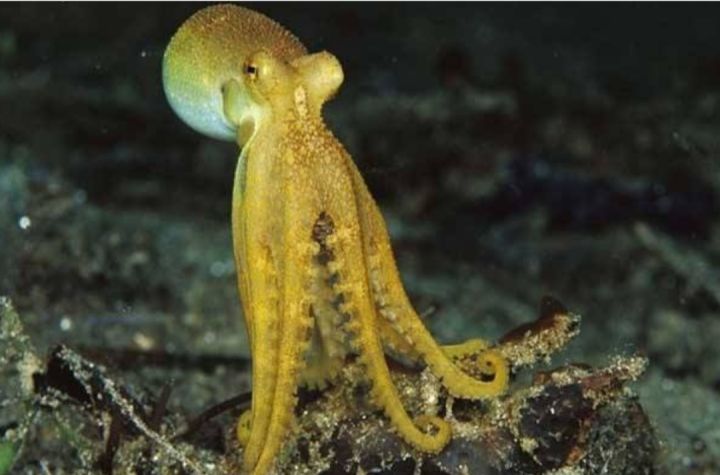 Octopus living pet mini gold squid cuttlefish octopus marine fish ...