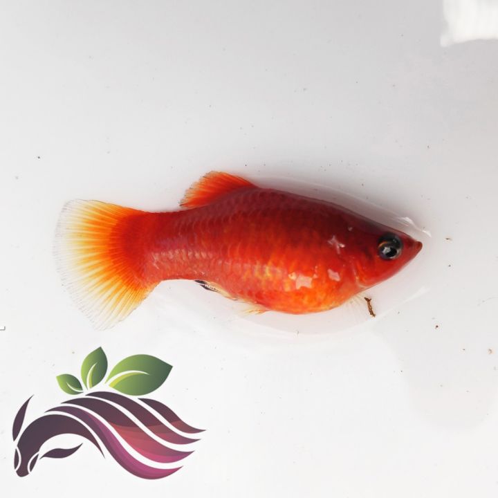 Red Platy Fish 红文鱼 4piece by LS Aquatic | Lazada