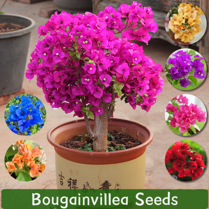 [Easy to grow in Malaysia] Bougainvillea Seeds for Planting Flowers ...