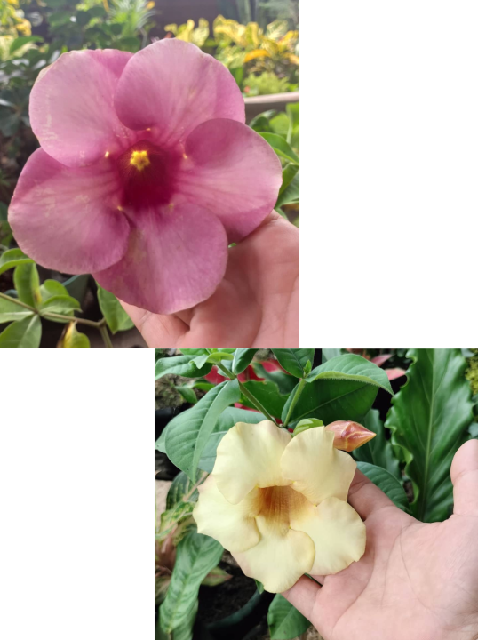 ALLAMANDA OR TRUMPET VINE PLANT LIVE PLANT OR REAL PLANT OUTDOOR PLANT ...
