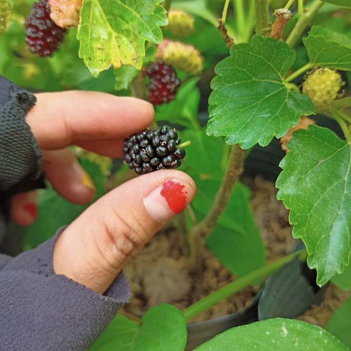 Cây dâu tằm, dâu ta, morus alba bộ rễ ổn định, tán sum, khỏe mạnh, đang ...