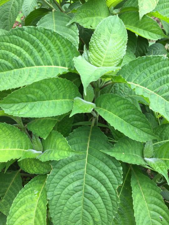 maria agua leaves | Lazada PH