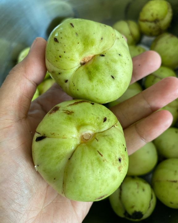 Katmon Fruits 1kg | Lazada PH