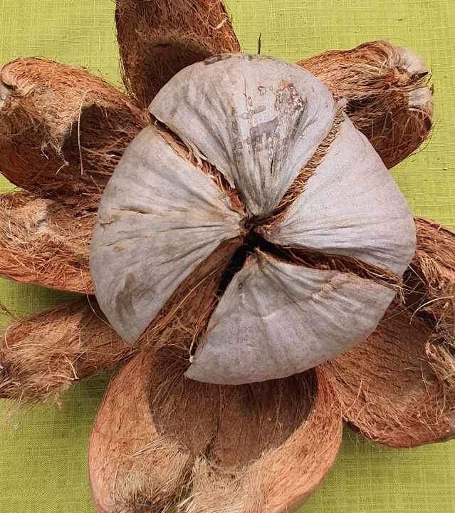 Coconut Husk (4kgs) Php145 | Lazada PH