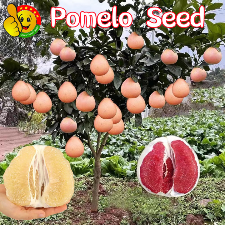 100% Original Edible Dwarf Pomelo Seed for Sale (Fresh 25 Seeds) Davao ...