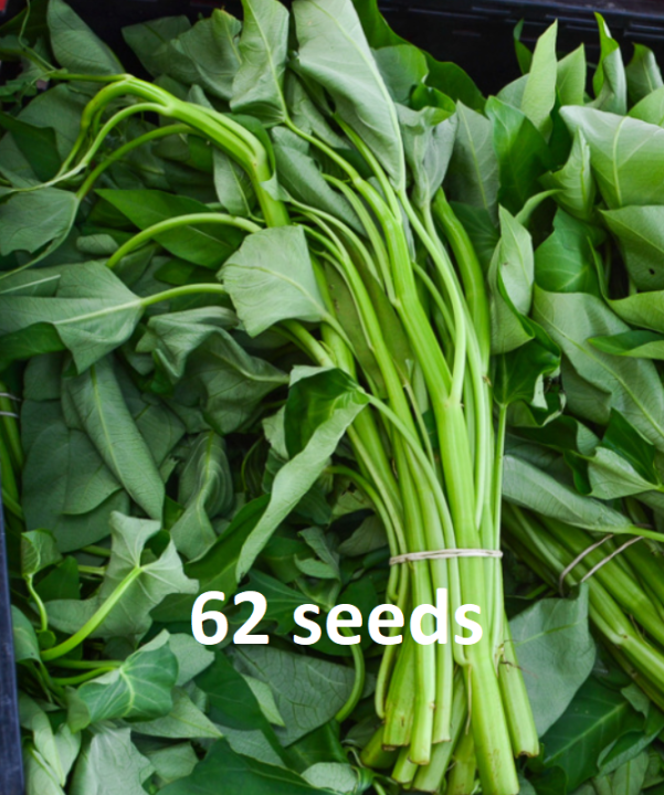 kangkong / spinach seeds - 50pesos per pack - condor seeds - plant seed ...
