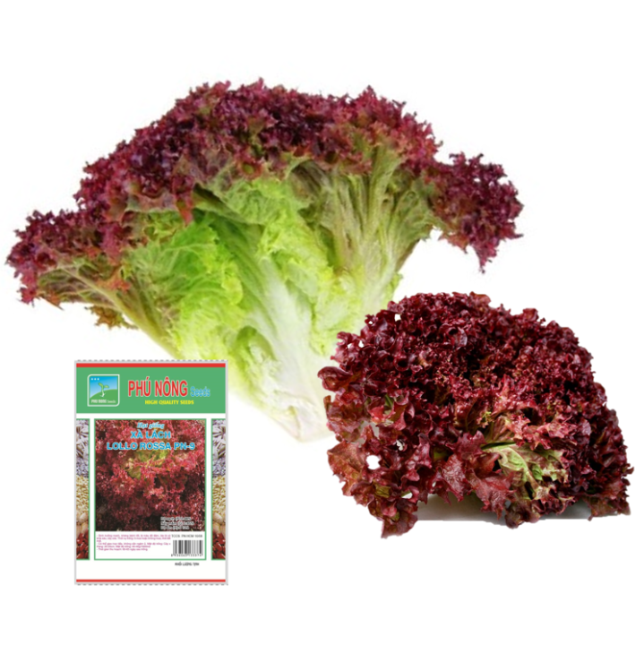 Hạt Giống Rau Xà Lách Đỏ Xoăn Lollo Rossa Chịu Nhiệt (Xà Lách Tím Lolo ...