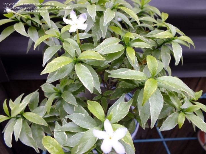 [SG 🇸🇬Store] Tabernaemontana divaricata (dwarf), Pinwheel flower (0.4m ...