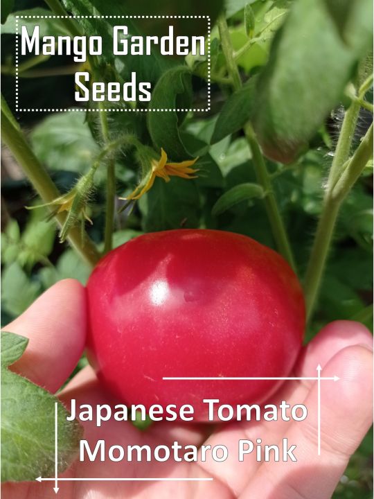 Benih Tomato Momotaro Pink - 20 biji 🌱 Sesuai untuk pasu, warna pink ...