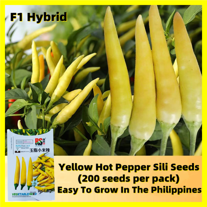Benih Cili Padi Yellow Pepper Seeds for Planting 小米指椒籽 - Hybrid 200 ...