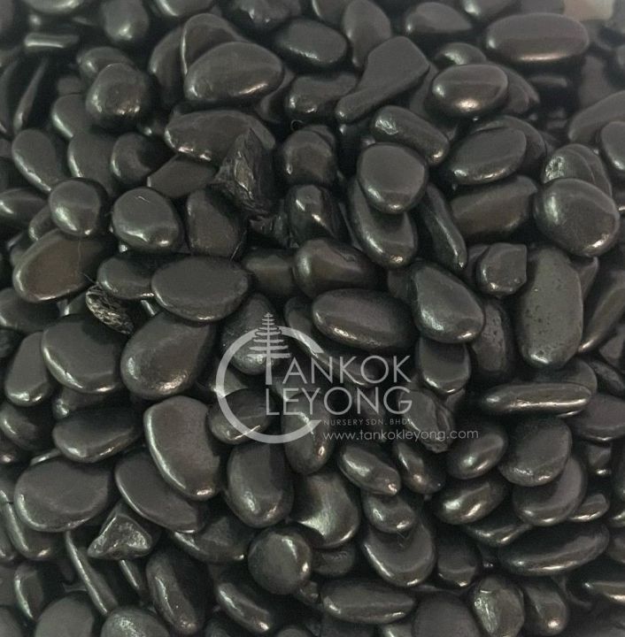 TKL - Classic Volcanic Black Pebble Stone 1.2kg 火山石黑色鹅卵石 | Lazada