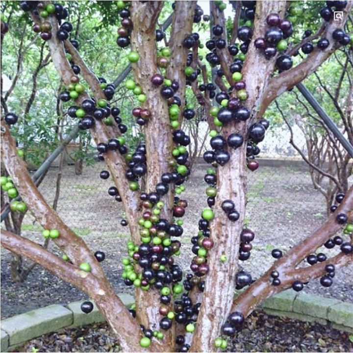 (New store promotion limited time special) Garbo Fruit Tree Four ...