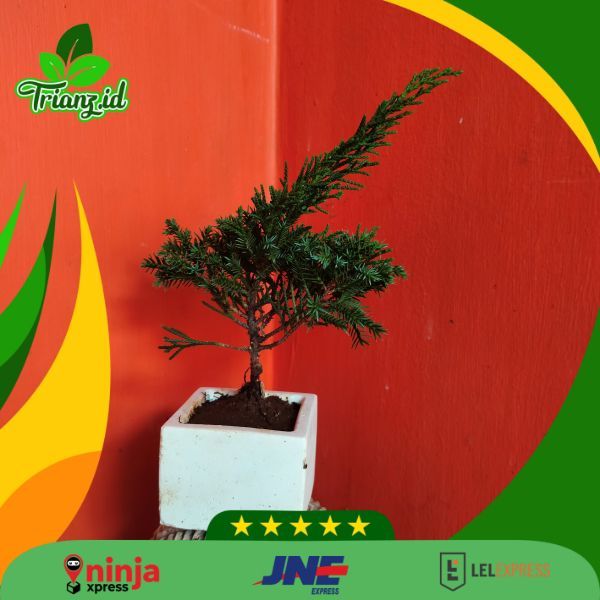 Tanaman Hias Bonsai cemara + Pot approximately keramik. | Lazada Indonesia