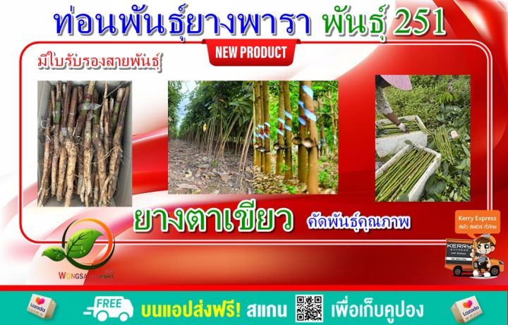 ต้นพันธุ์ยางพารา (ยางตาเขียว) พันธุ์ RRIT 251 บรรจุจำนวน 1,000 ต้น ...