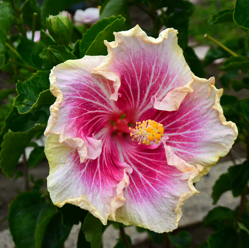 NO COD Anak Pokok Bunga Raya/Hibiscus Hibrid/Hybrid Impot Season 5 | Lazada