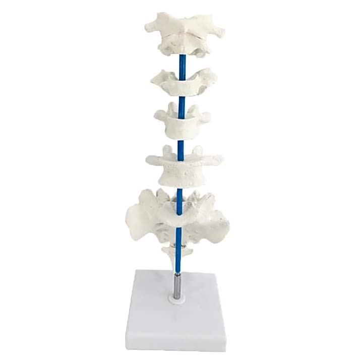 PVC Human vertebral model teaching model | Lazada PH