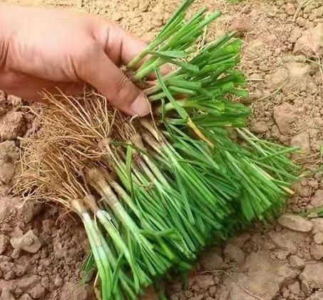 Four seasons leek root balcony courtyard planting red purple root ...