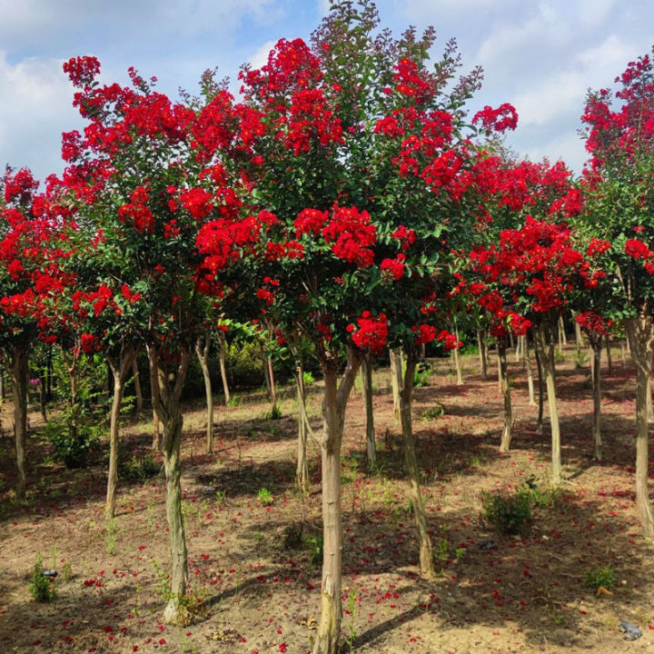 Lagerstroemia indica seedling courtyard American red rocket potted ...