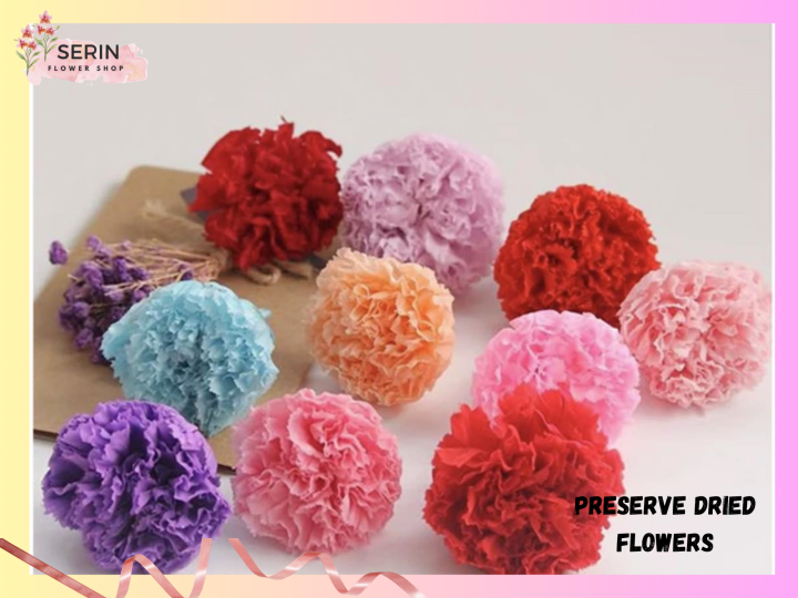 Preserved Carnation Flower 8 pcs per box/ Real Preserved Carnation(home ...