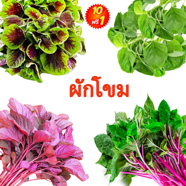 ผักโขม📌รวมทุกพันธุ์🎯ถูกที่สุด 9 บ.🎯📌เมล็ดพันธุ์ผักโขมทุกพันธุ์100-200 ...