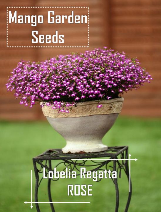 Lobelia Regatta ROSE Flower Seeds - 100 Seed *Pot Friendly* Tanam Pasu ...