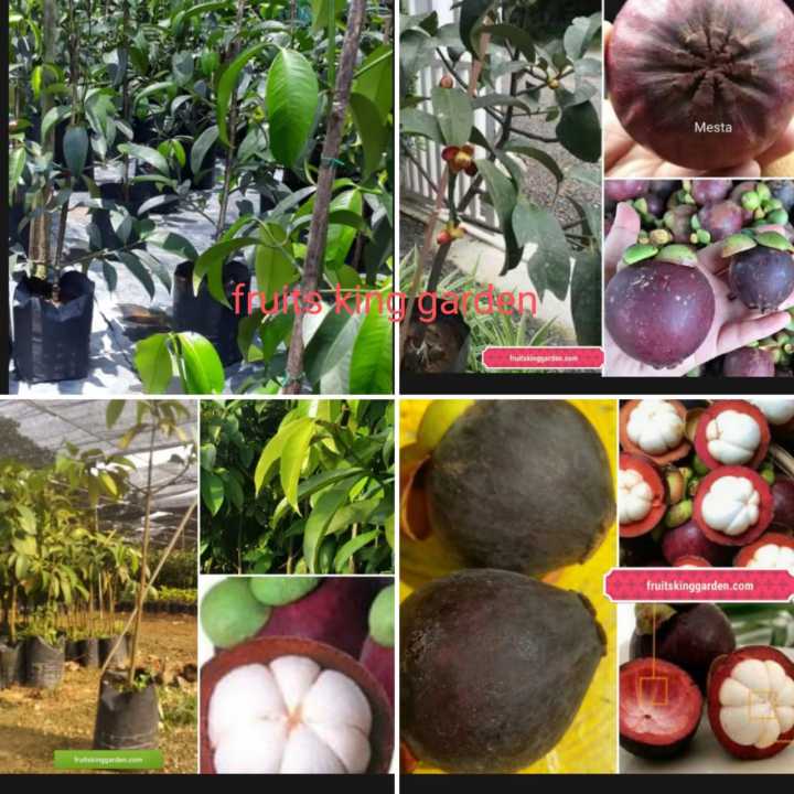 Anak Pokok Manggis Mesta Jepun Kawin 4-6 Kaki tinggi (Pokok Besar 2 tahun SW Years Old} | Lazada