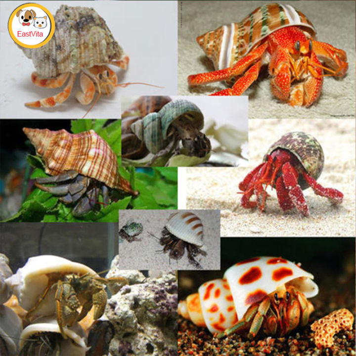 Hermit Crab Shells Natural Sea Conch Different Styles Sizes Fish Tank ...