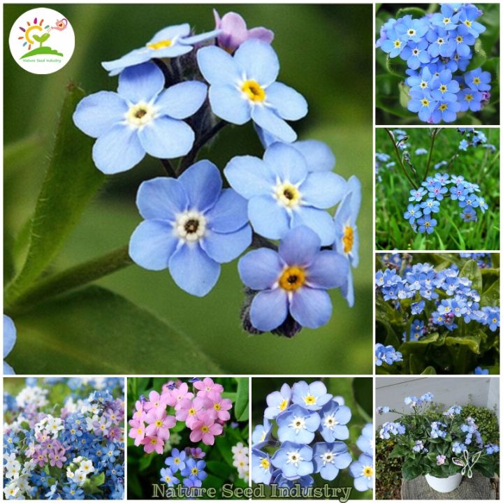 Potted Forget-me-not Seeds Perennial Flower Seeds Flowering Plants ...