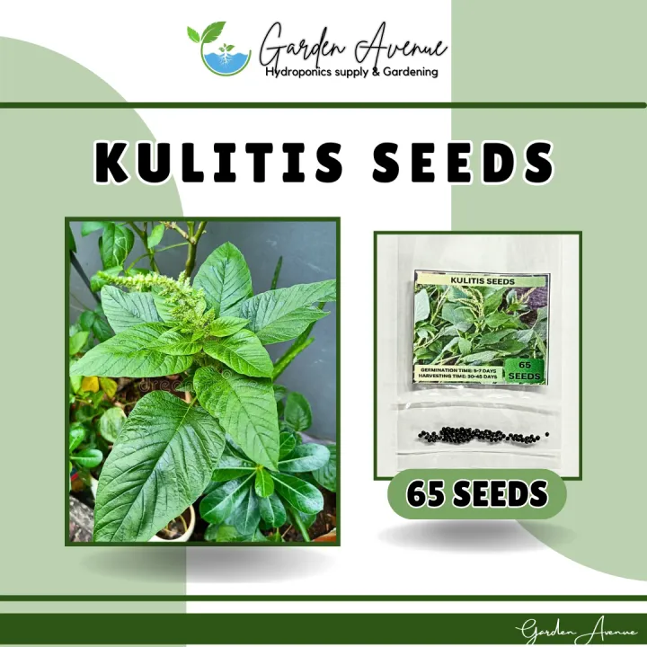 SULIT PACK! KULITIS SEEDS/KOLITIS (65PCS SEEDS) - EASY TO GROW/EASY TO ...