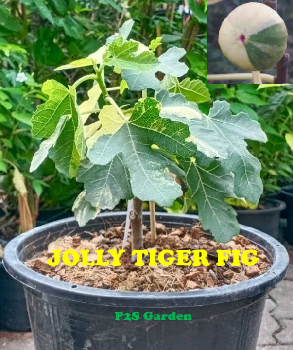 ต้นมะเดื่อฝรั่ง จอลลี่ ไทเก้อร์ Jolly Tiger fig ไม้ด่างบนตออิรักกี้ ...