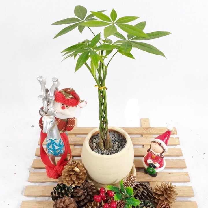 Tanaman bunga pachira kepang / pachira aquatica / money tree | Lazada ...