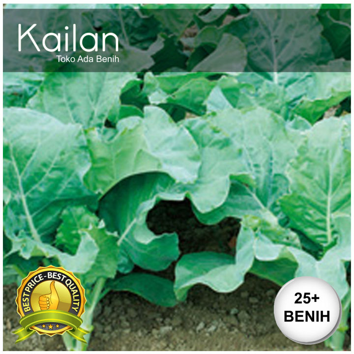 Benih / Biji Sayur Kailan - Kaelan - Chinese Kale - 25+ Biji | Lazada ...