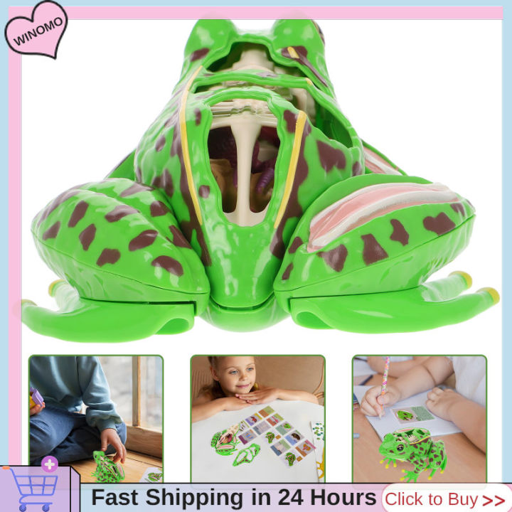 WINOMO Vision กบ Anatomy สำหรับเด็ก 4D กบที่ถอดออกได้อวัยวะสำหรับการ ...