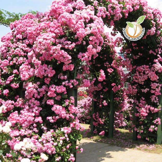 [LIVE PLANT] Seven Sisters and Mr Lincoln Dark Red CLIMBING ROSE Live ...