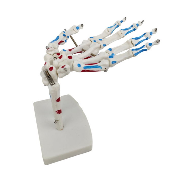 (DTVB) Hand Joint Model Palmar Anatomy Muscle Model with Wrist, Ulna ...