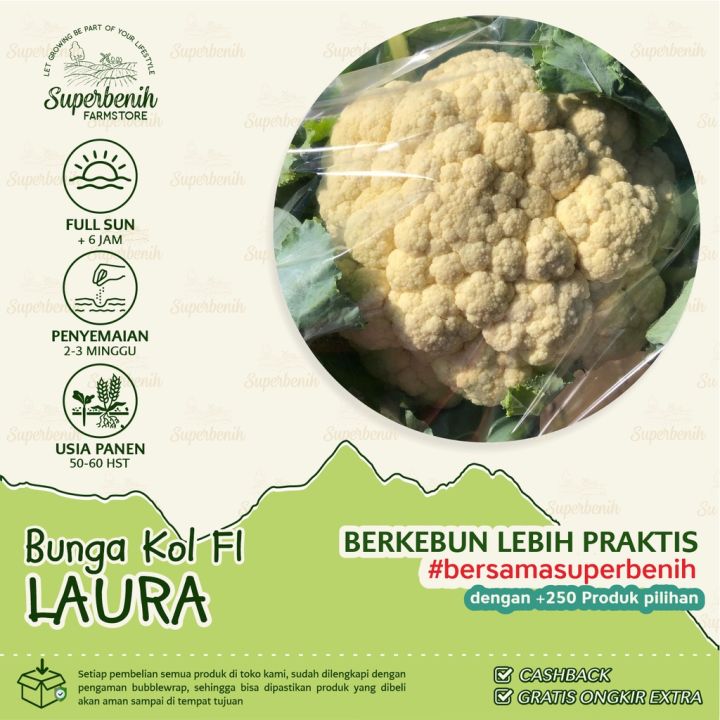 15 Biji - Benih Bunga Kol LAURA F1 Toleran panas | Lazada Indonesia
