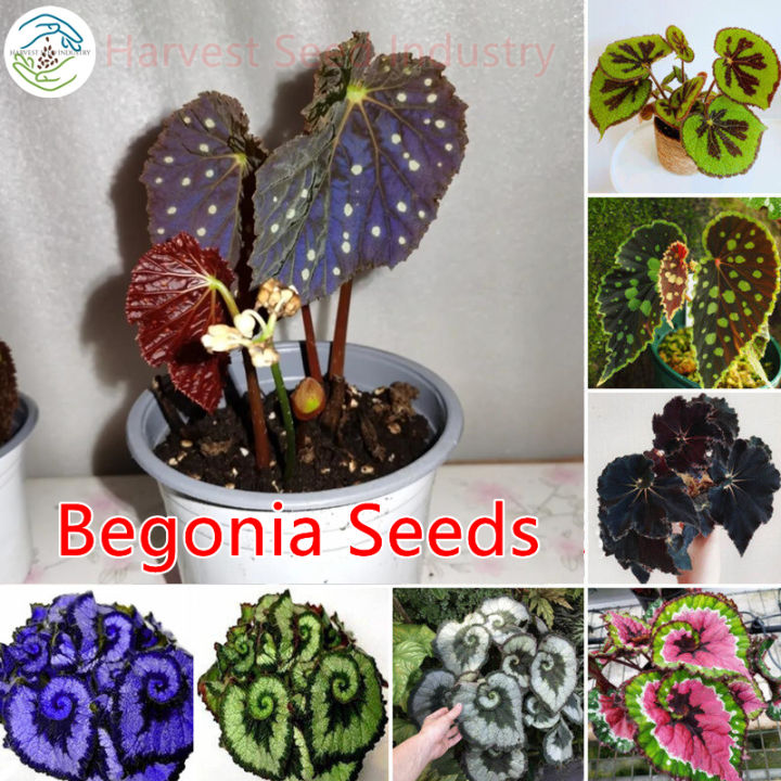 Mixed Begonia Seeds Coleus Bonsai Flower Seeds for Sale Garden Flower ...