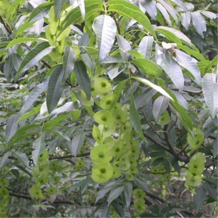 Liana seeds are easy to grow - high germination rate Forest seeds | Lazada