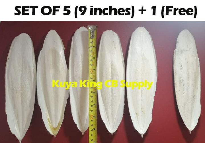 Cuttlebone (Set of 5 plus 1 free) | Lazada PH