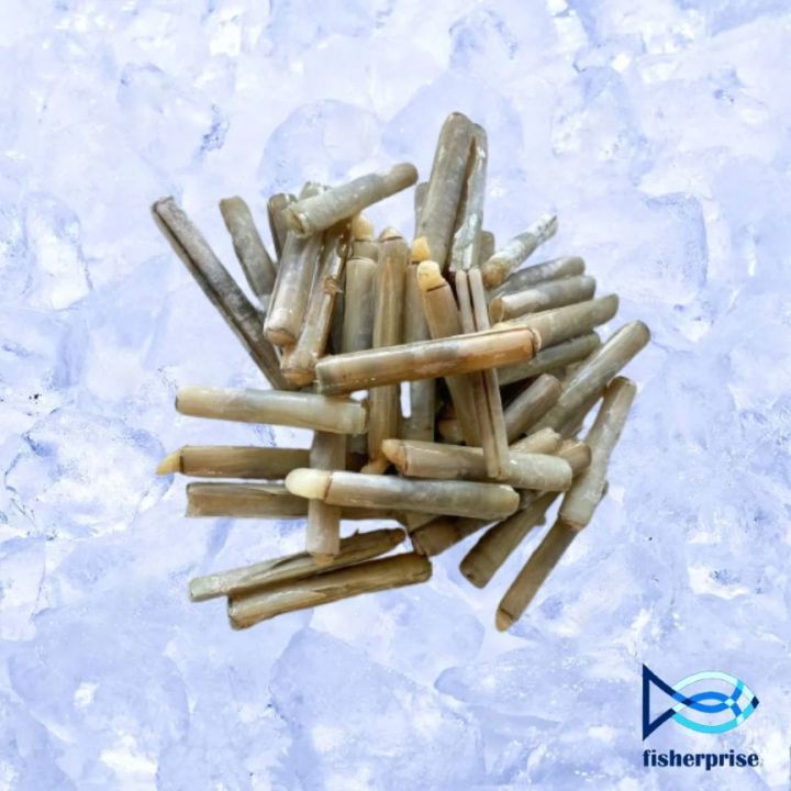Frozen Razor Clam 竹摊 (1kg) Siput Buloh | Lazada