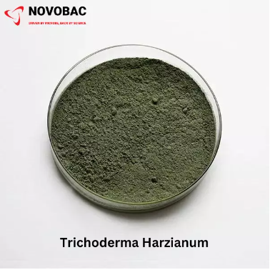 Trichoderma Harzianum Organic Fungicide - Soil Borne Disease Control - Against Fusarium ...