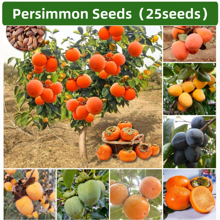 25seeds/pack Bonsai Persimmon Seeds Hybrid Sweet Persimmon Plants Fruit ...