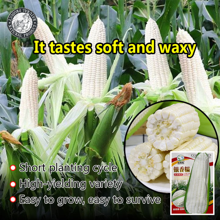 [Spot goods] High Quality White Corn Seeds (40 Seed) Sweet Waxy White ...
