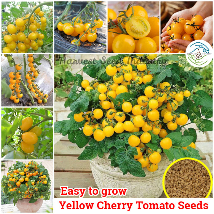 High Yielding Seeds丨Fresh Yellow Cherry Tomato Seeds for Planting (100 ...